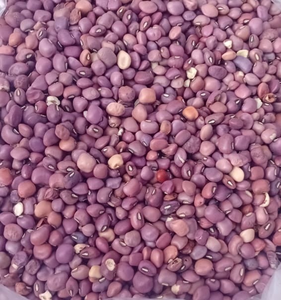 NYEMBA / Cowpeas | Stebess Group