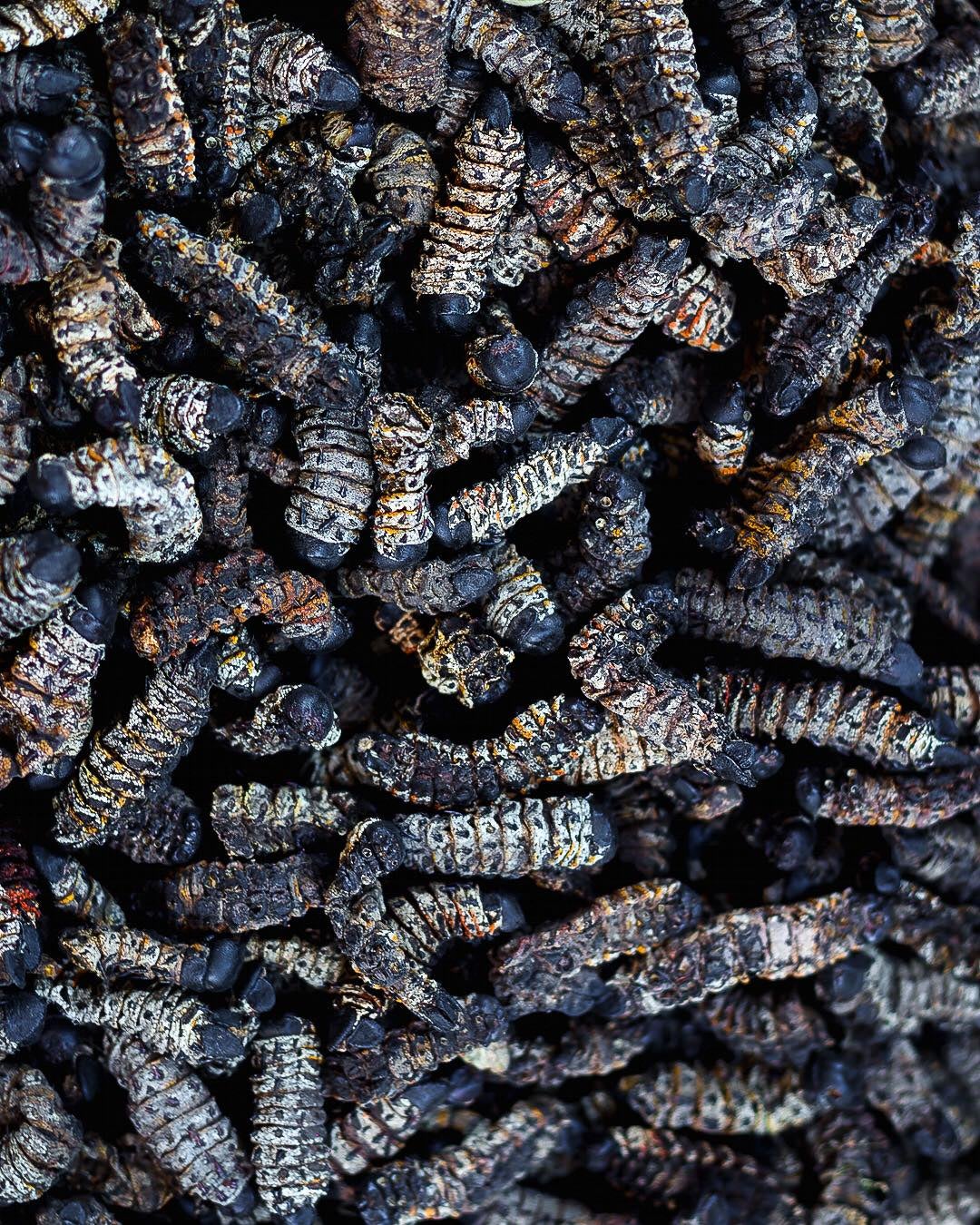Sun Dried Edible Caterpillars - Madora / Mancimbi/Vinkubala/Mopane ...