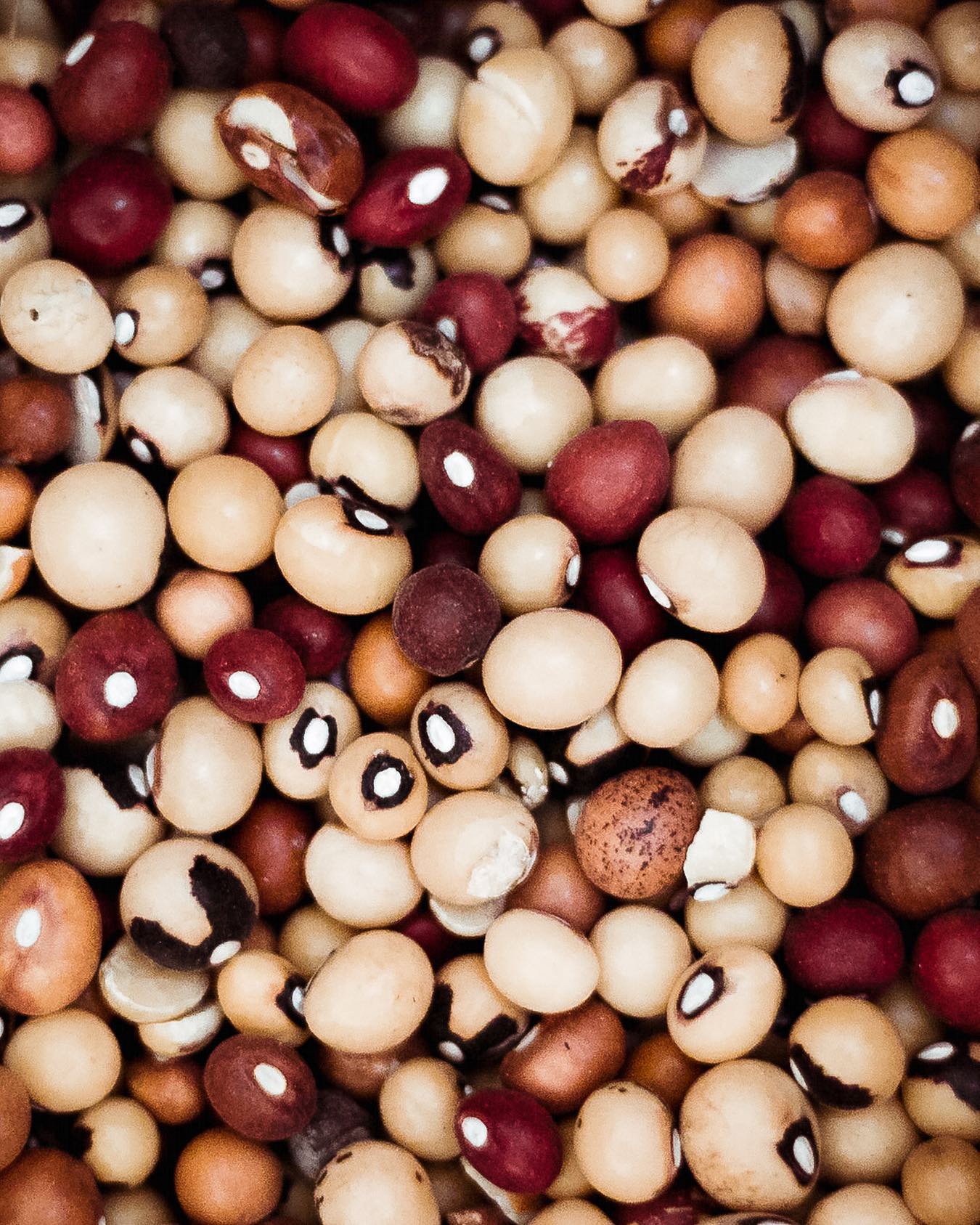 Nyimo/Indhlubu(Bambara Groundnuts) 2kg (Coming Soon!) | Stebess Group